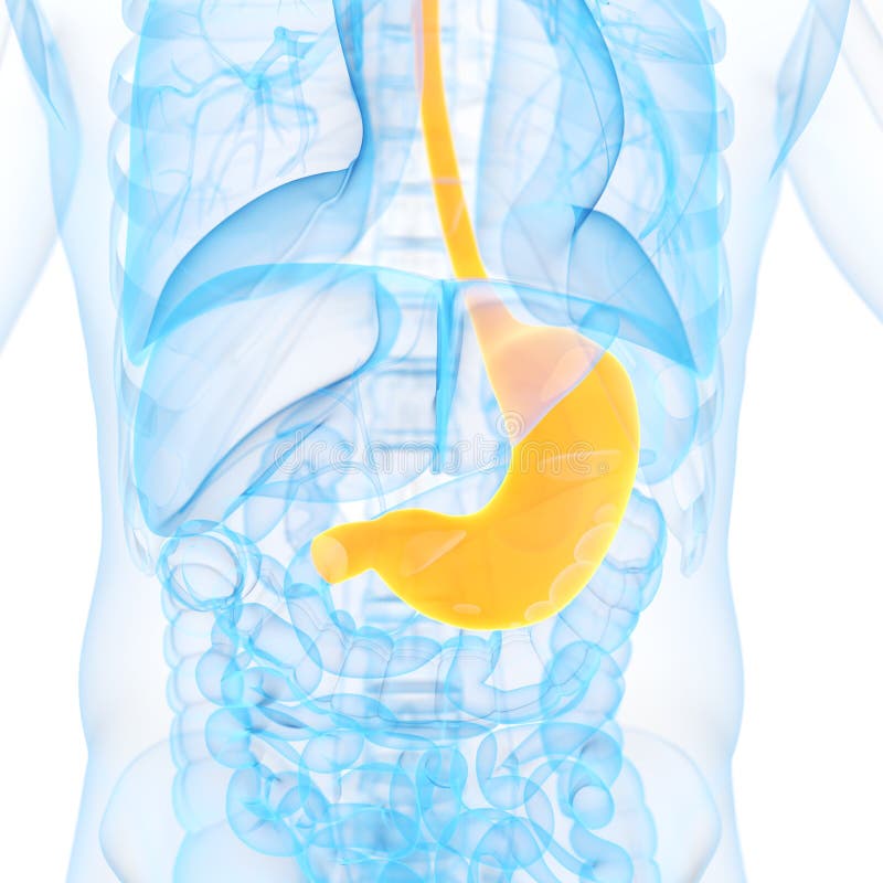 Gullet Stock Illustrationer, Vektorer, & Clipart – (107 Stock ...