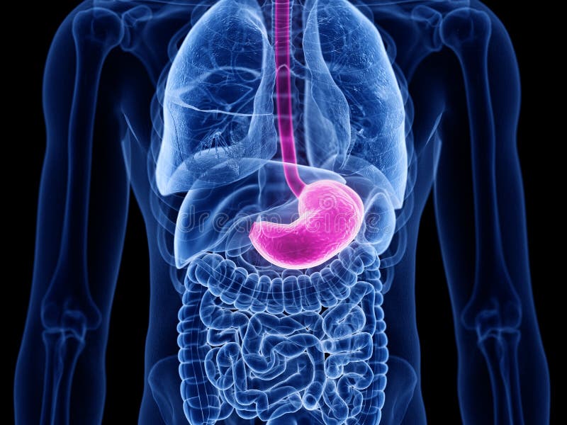 Magen stock illustrationer. Illustration av diagram - 155225747