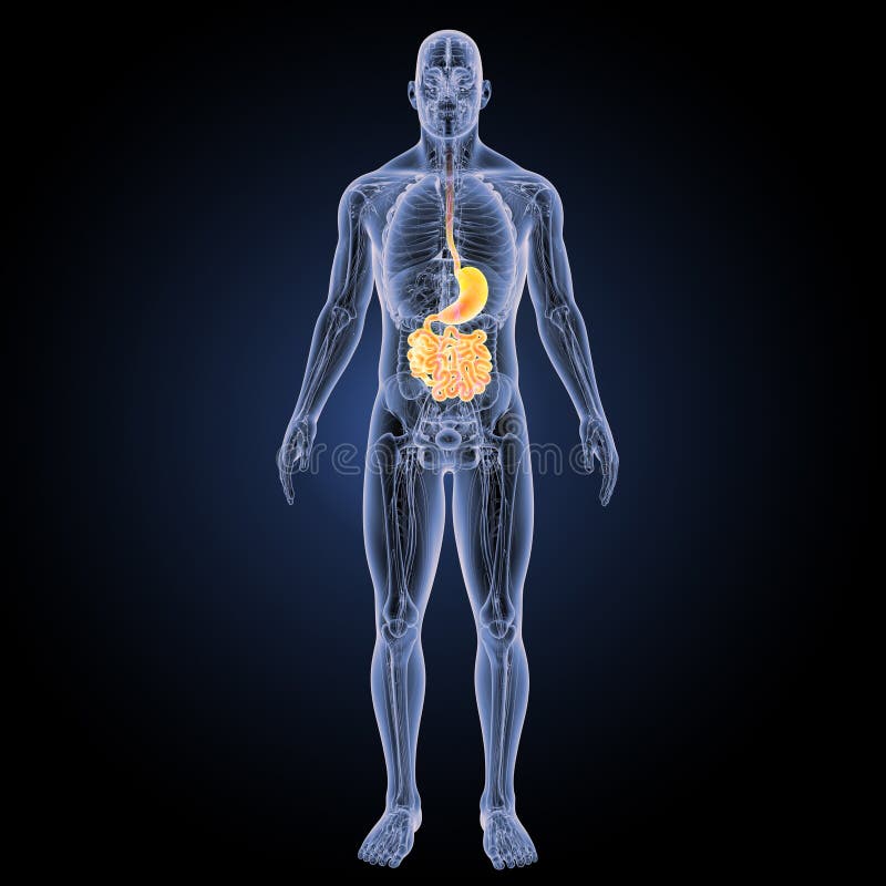Magen Und Dünndarm Mit Anatomievorderansicht Stock Abbildung ...