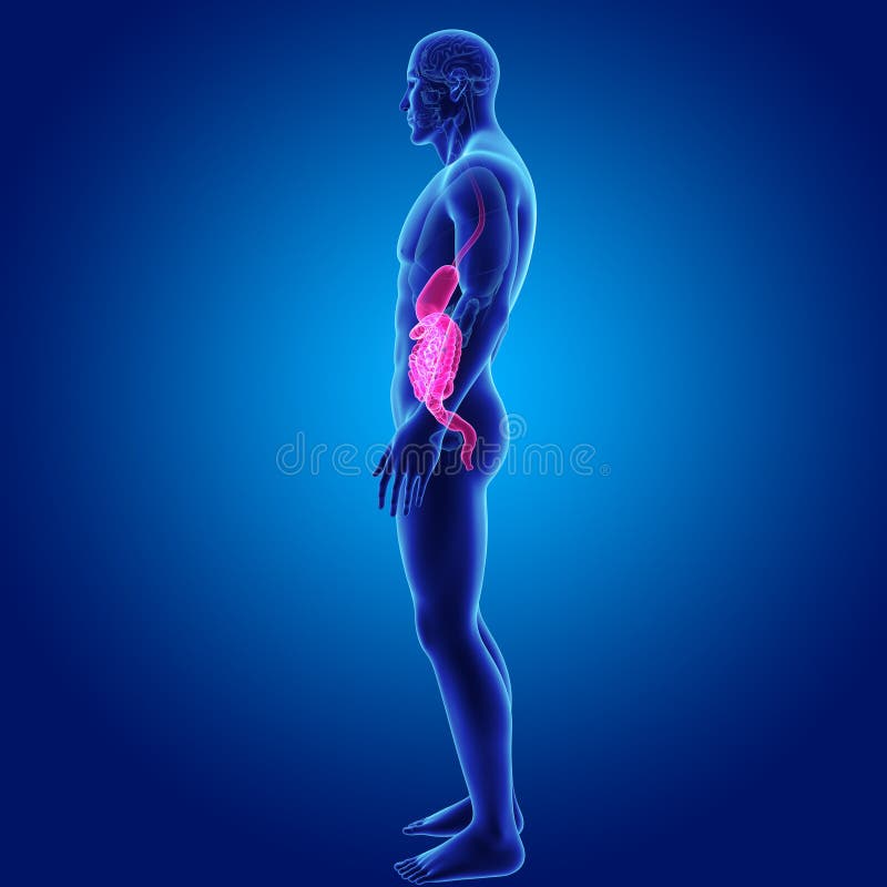 Magen Und Darm Mit Organseitenansicht Stock Abbildung - Illustration ...