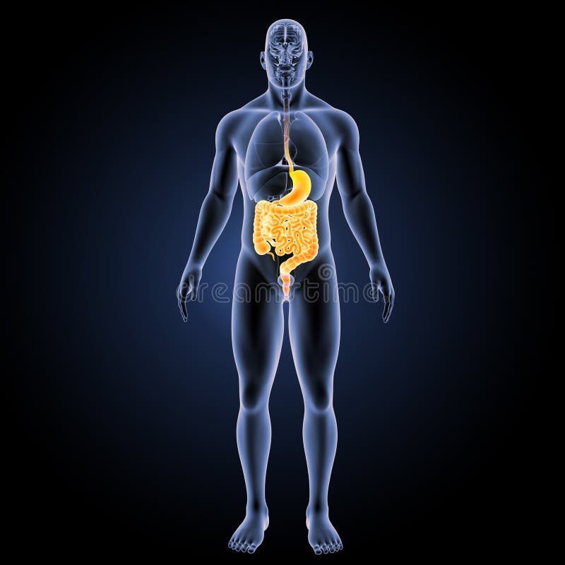 Magen Und Darm Mit Organvorderansicht Stock Abbildung - Illustration ...