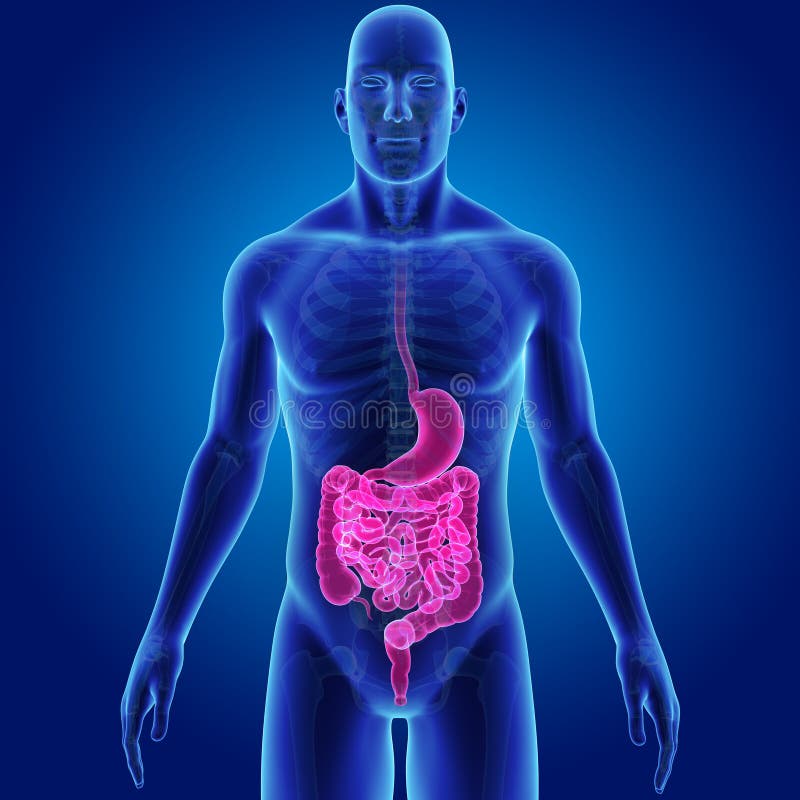 Magen Und Darm Mit Organen Vorderansicht Stock Abbildung - Illustration ...
