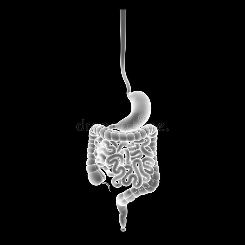 Magen- Und Darmvorderansicht Stock Abbildung - Illustration von ...