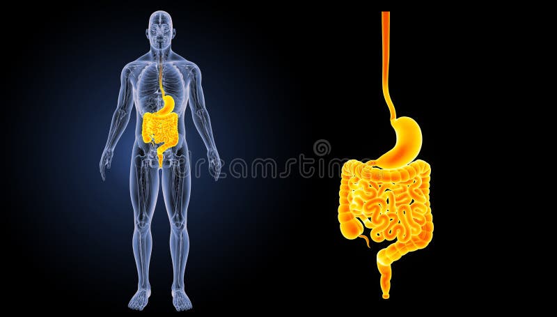 Magen- Und Darmzoom Mit Anatomievorderansicht Stock Abbildung ...