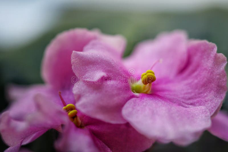 Magenta African Violet - Saint-paulia Stock Image - Image of paulia ...