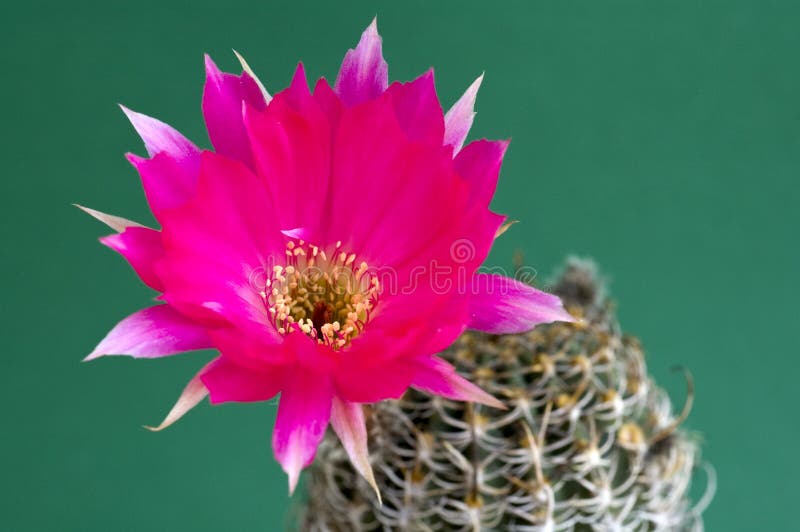 Blooming cactus flower stock photo. Image of happy, budding - 30189416