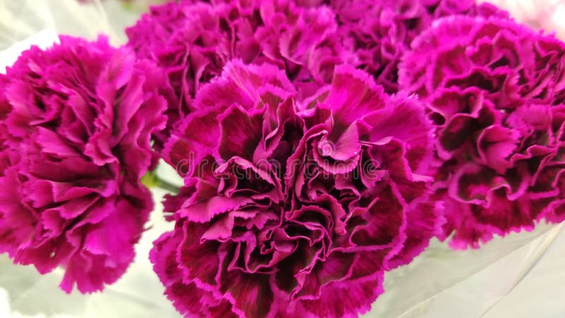 Magenta Carnations stock image. Image of pack, bunched - 123695589