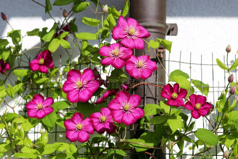 Magenta Clematis Flowers As Blind Stock Image - Image of flowers ...