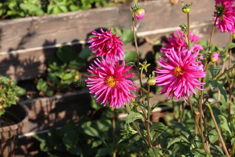 Magenta Color Dalia Flower in the Park Stock Photo - Image of beautiful ...