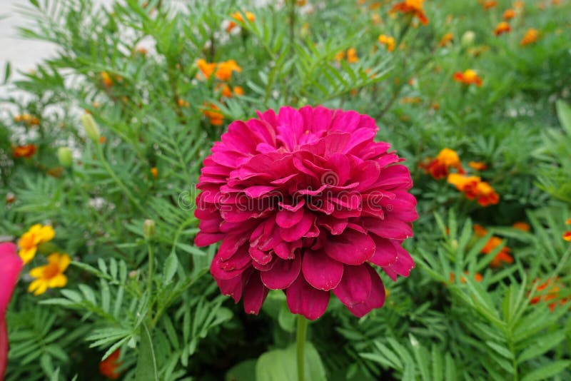 Magenta-colored Double Flower Head of Zinnia Elegans in Mid July Stock ...