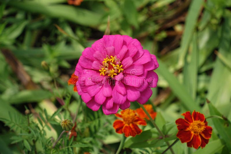 Magenta-colored Flower of Double Zinnia Elegans in August Stock Image ...