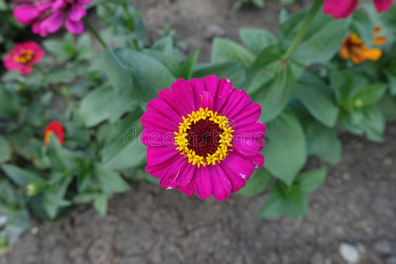 Magenta Colored Flower Head of Zinnia from Above Stock Photo - Image of ...