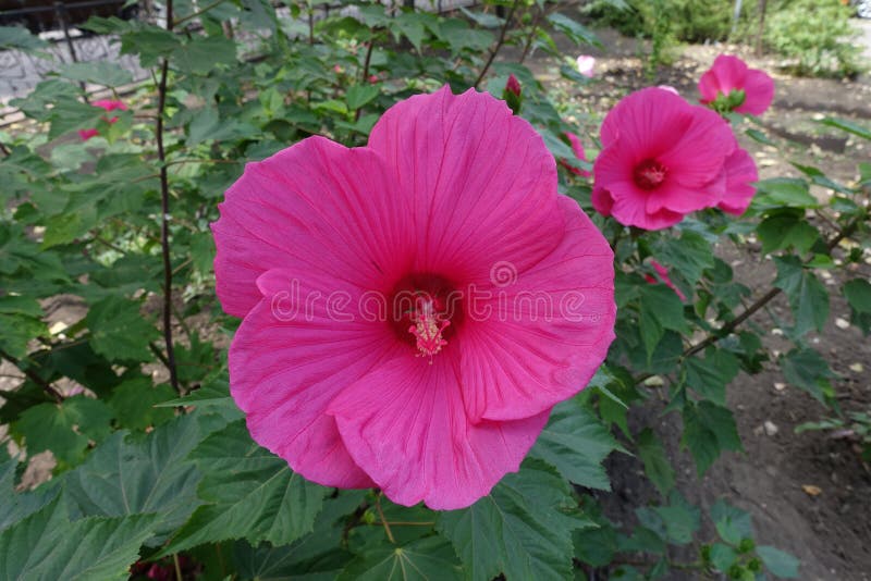 Magenta Colored Flowers of Hibiscus Moscheutos Stock Photo - Image of ...