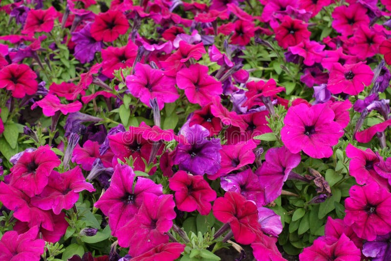 Magenta Colored Flowers of Petunia Stock Photo - Image of lush ...
