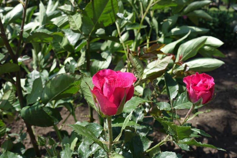 2 Magenta-colored Flowers of Roses in June Stock Image - Image of ...
