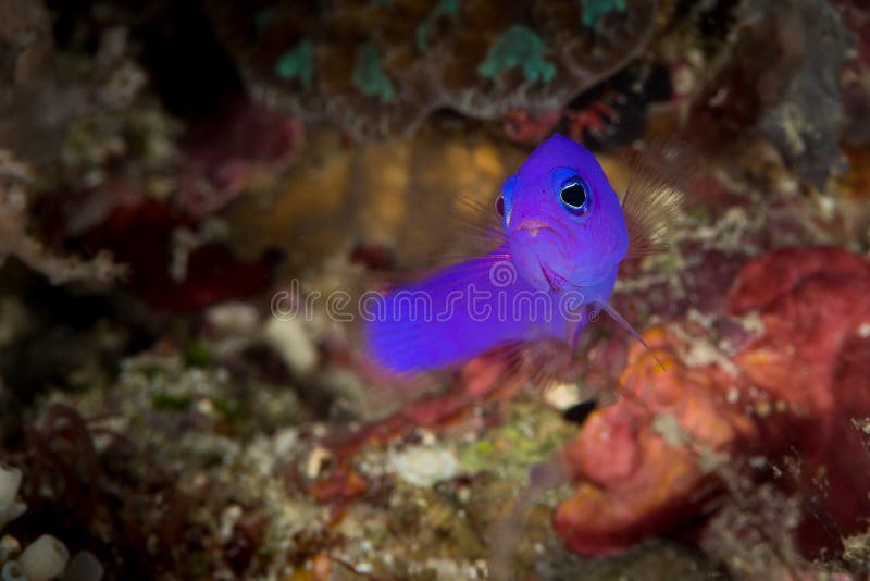 Magenta dottyback fish stock photo. Image of leisure - 220892864