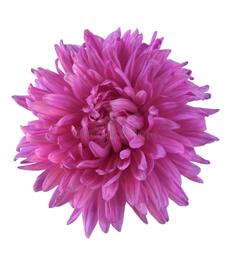 Magenta flower stock image. Image of aster, botany, bloom - 32328373