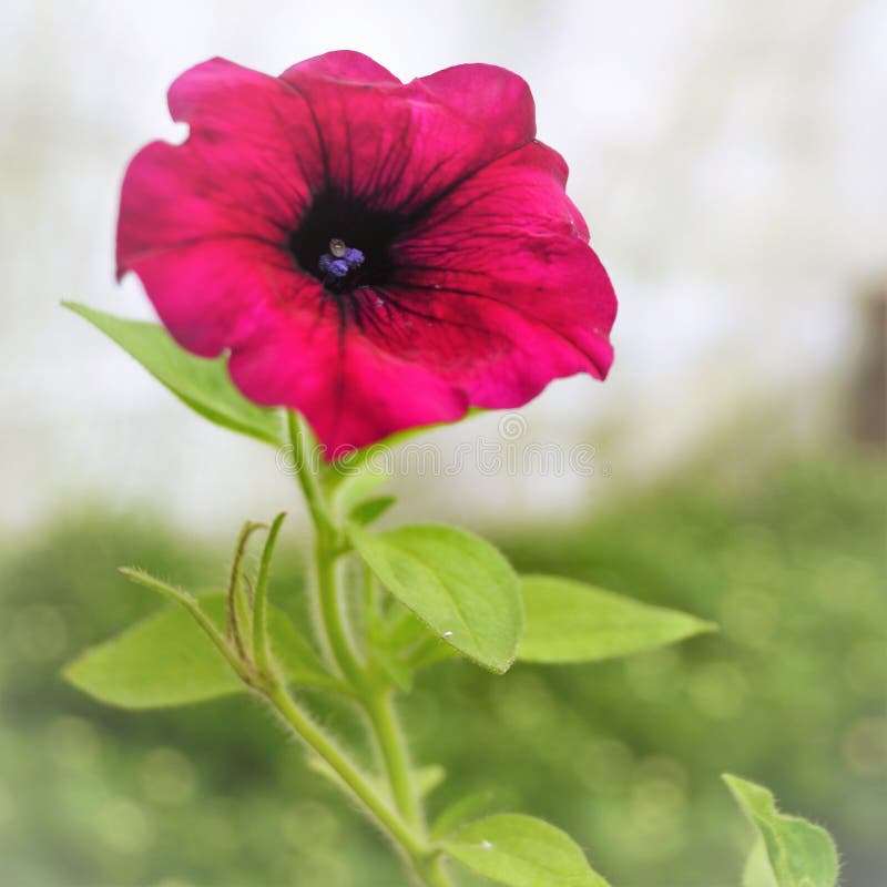Magenta flower stock photo. Image of petunia, plant - 102052078