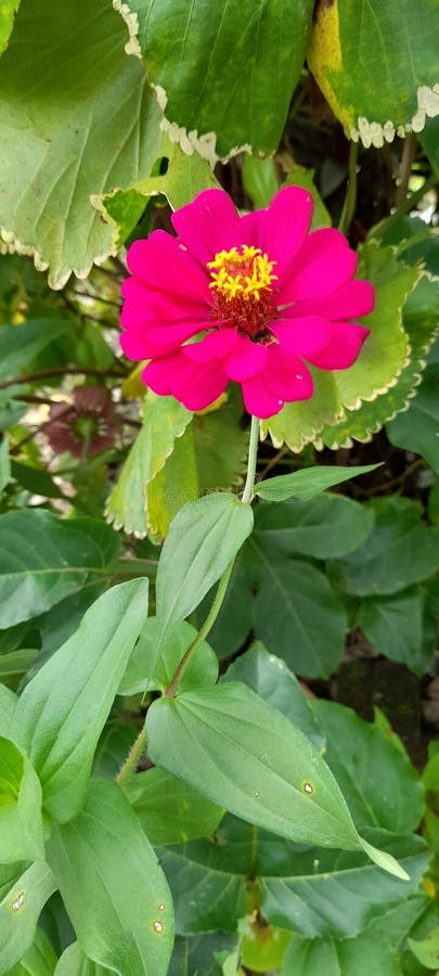 Magenta flower broke stock image. Image of purple, green - 265011659