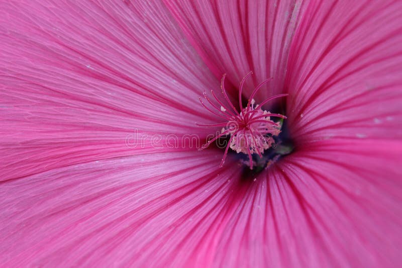 Magenta flower stock photo. Image of petals, abstract - 34429498