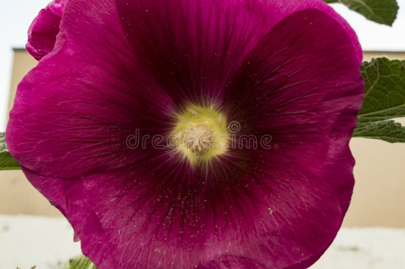 Magenta flower stock photo. Image of summer, leaf, blossom - 98029806