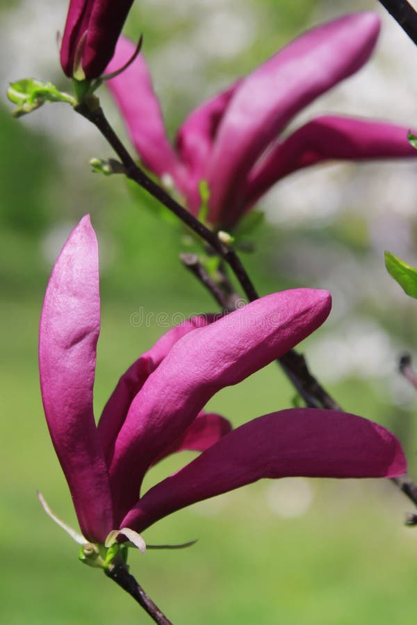 Magenta flower of magnolia stock photo. Image of fresh - 54264478