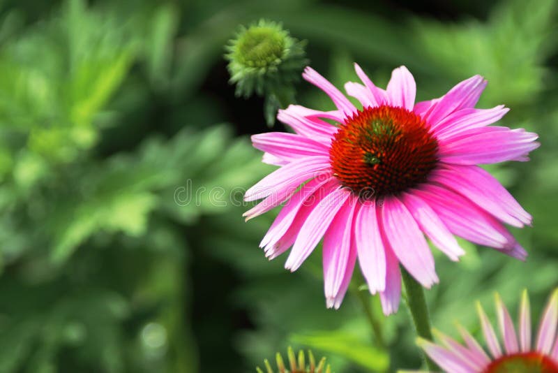 Magenta flower right side stock photo. Image of bloom - 130137910