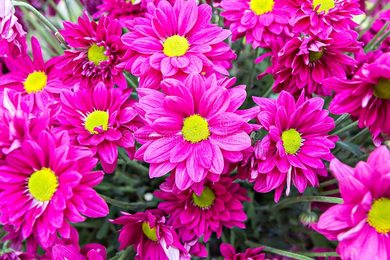 Magenta flowers stock photo. Image of floral, plant, nature - 64825342