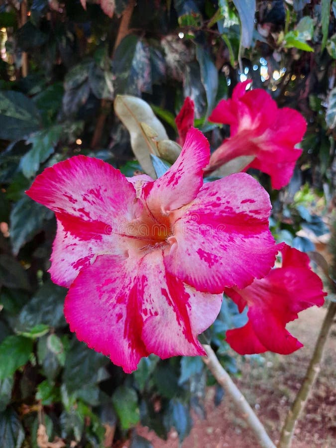 Desert Rose Flowers in Magenta Color Stock Image - Image of flowers ...