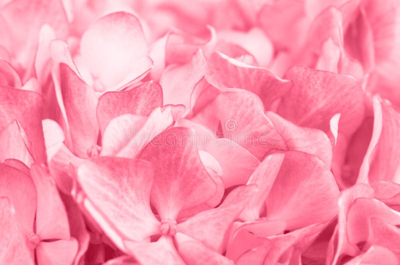 Magenta Hydrangea Flowers for Background. Color of the Year Stock Image ...