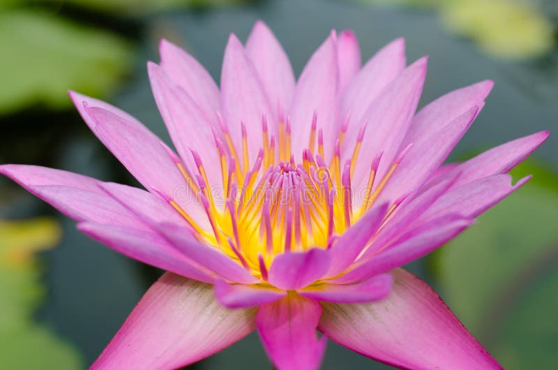 Magenta Lotus Blooming. stock image. Image of plant, pollen - 52729593