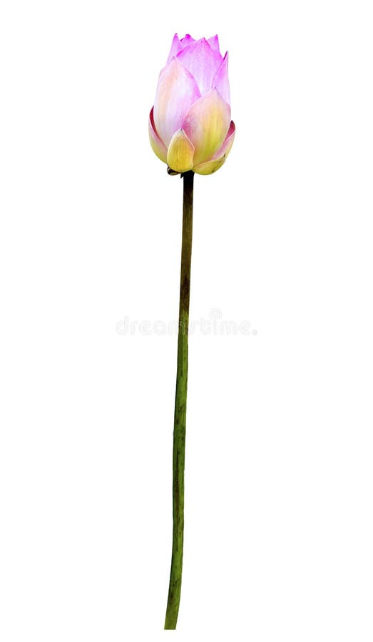 Magenta Lotus Flowers Isolated Stock Photo - Image of white, background ...