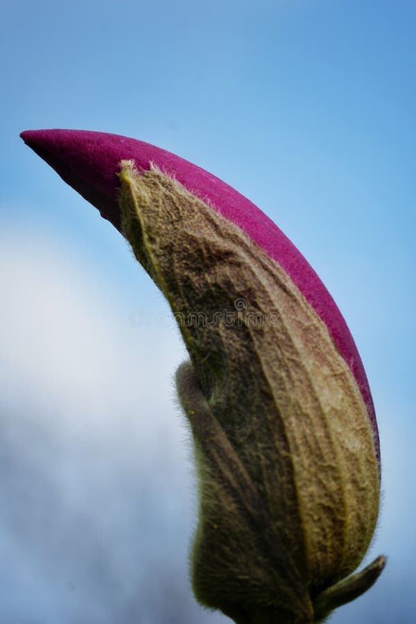 Magenta magnolia stock photo. Image of botany, exotic - 115931862