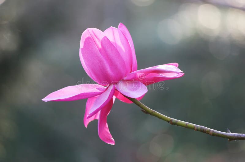 Magenta magnolia flower stock image. Image of background - 174337665