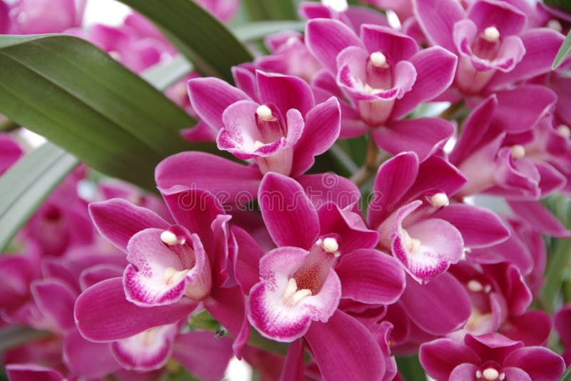Magenta Orchid stock photo. Image of festival, amabilis - 85546710