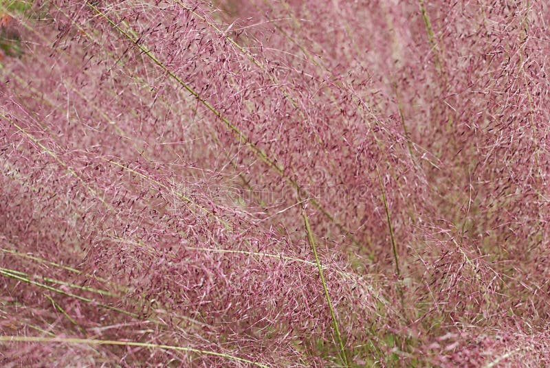 A magenta patch of plants. stock photo. Image of southern - 132163690