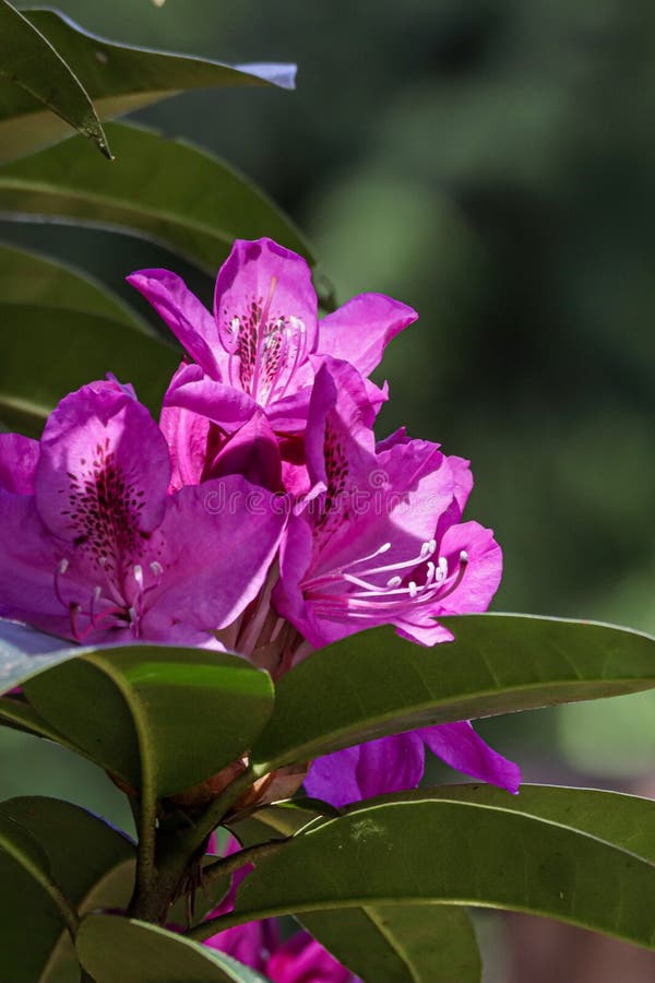 A Group of Magenta Flowers on a Bush Stock Photo - Image of blooming ...