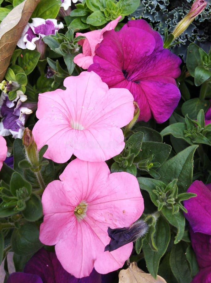 Magenta and Pink Petunia Flowers Stock Photo - Image of petunia ...