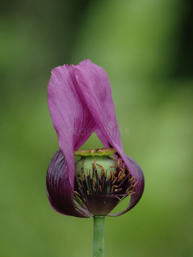 Magenta Poppy with Seed Pod and Anthers & Filaments Stock Photo - Image ...
