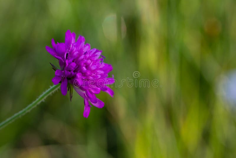 Magenta, Purple, Wild Field Flower.Typical Flower of the Summer Season ...