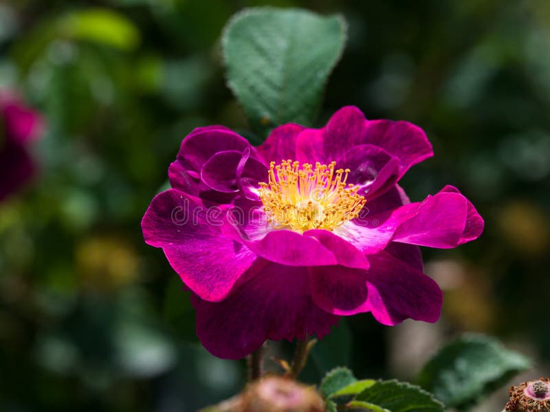 Magenta rose stock photo. Image of garden, rosebush, bokeh - 74612618