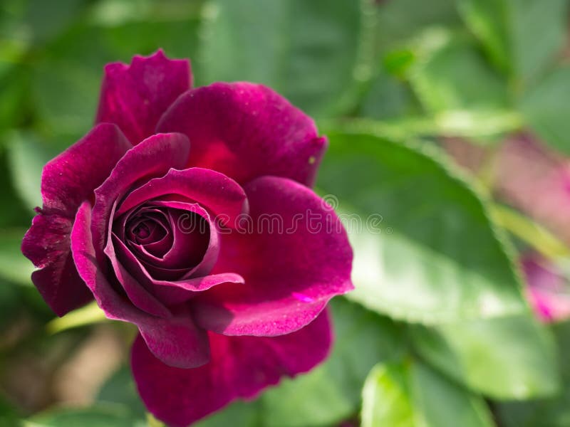 Magenta rose in bloom stock photo. Image of bloom, flower - 112534254