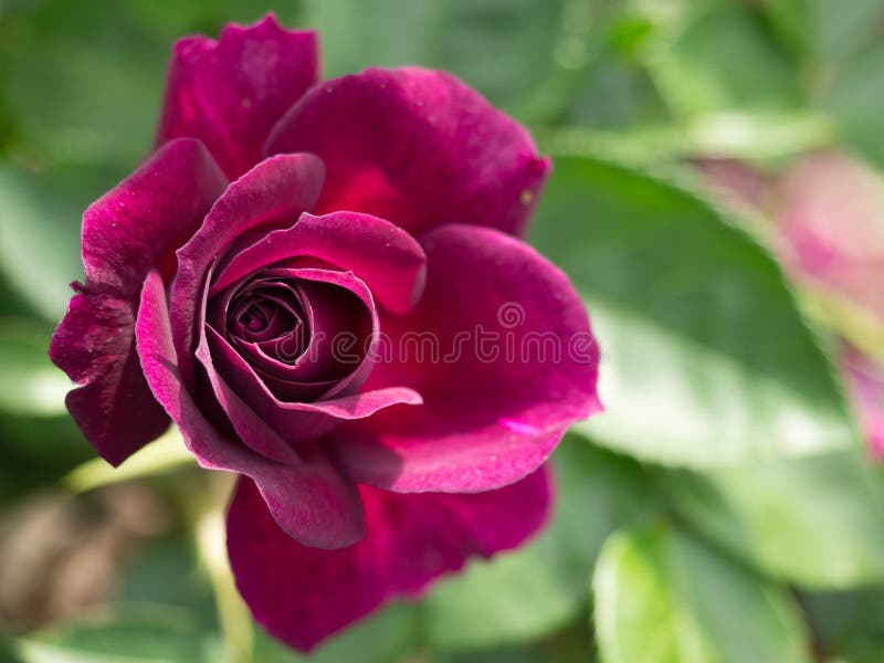 Magenta Rose in Bloom Under the Sun Stock Image - Image of bloom, pink ...