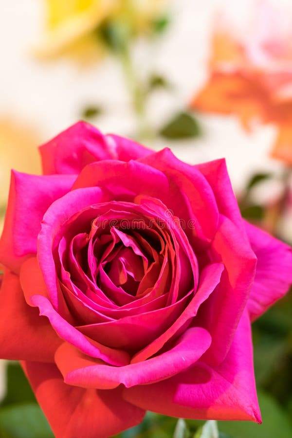 Magenta rose stock photo. Image of light, retro, tender - 132697770