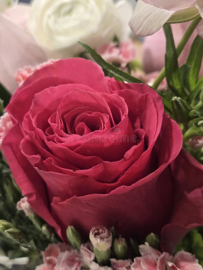 Magenta Rose in a Bouquet stock image. Image of blossom - 371966373