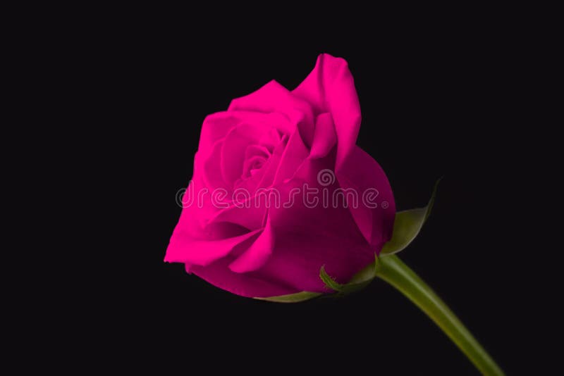 Magenta Rose With Green Stem Stock Image - Image of nature, beauty ...