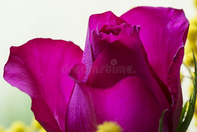 Magenta rose stock image. Image of closeup, pink, avviversary - 48134953