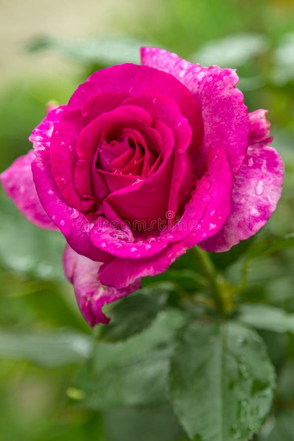 Magenta rose stock photo. Image of light, retro, tender - 132697770