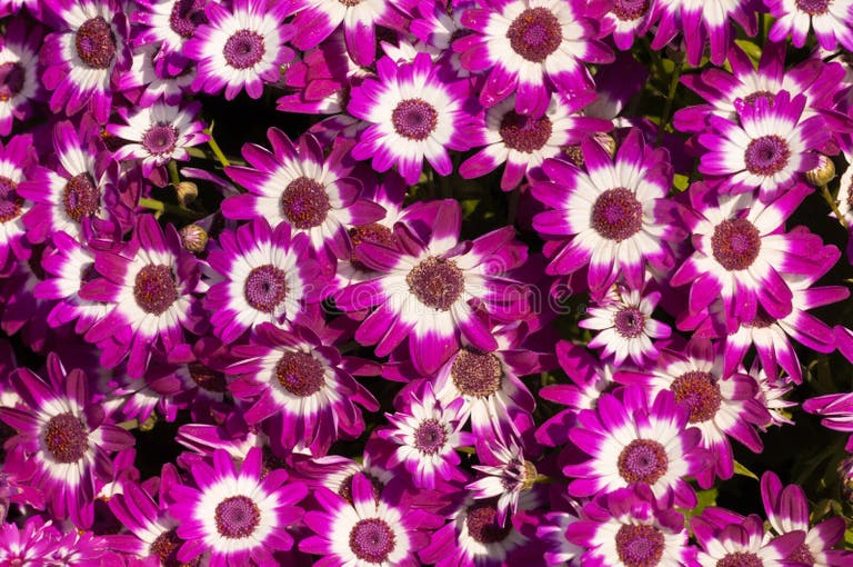 Magenta Spring Flowers Background Stock Photo - Image of love, floral ...