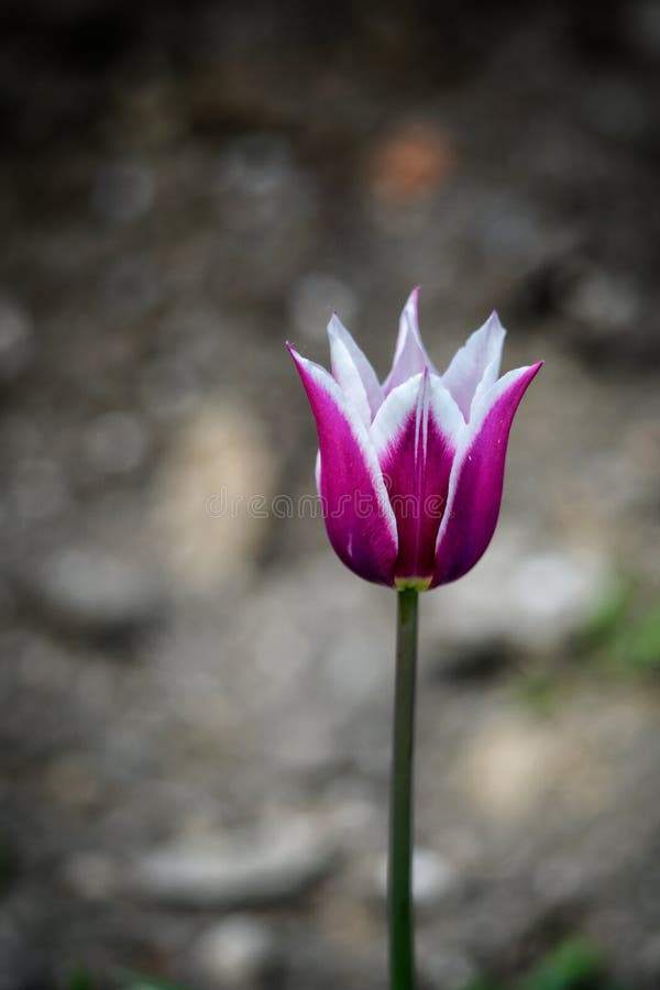 Magenta tulip in Sinaia stock image. Image of prahovacounty - 258294437